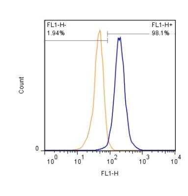 S100B Antibodies: Novus Biologicals